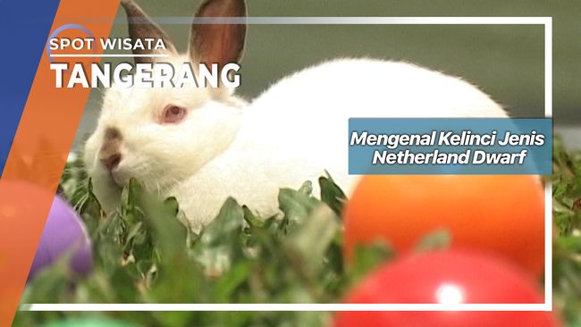 Kelinci Netherland Dwarf, Tangerang