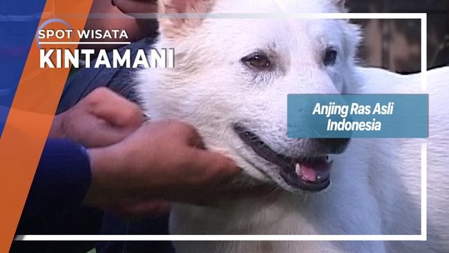 Anjing Ras Asli Indonesia, Kintamani