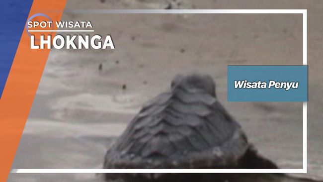 Wisata Penyu Pantai Lampuuk Lhoknga Aceh Besar