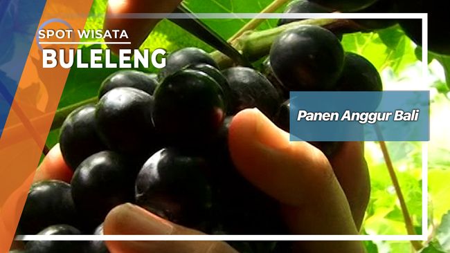 Panen Anggur Buleleng Di Singaraja Bali