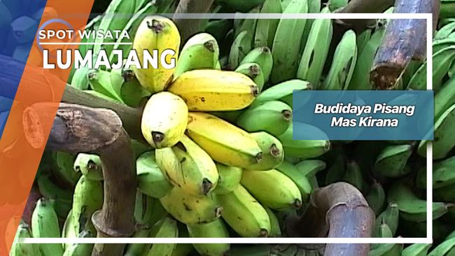 Memahami Tata Cara Berkebun Budidaya Pisang Mas