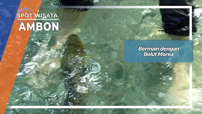 Morea, Belut Raksasa Desa Waai Salahutu Ambon