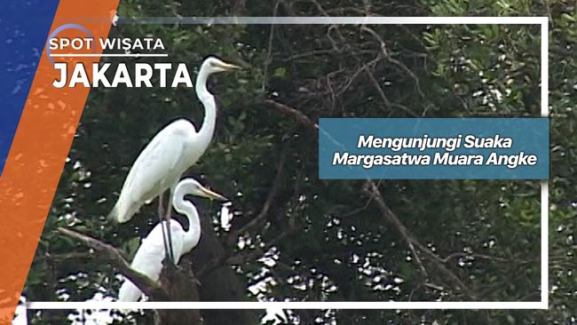 Suaka Margasatwa Muara Angke Jakarta