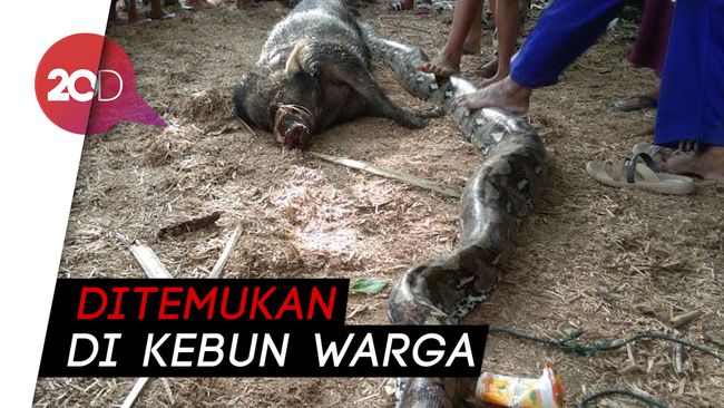 Makan Babi Hutan, Ular Piton 7 Meter Bikin Geger