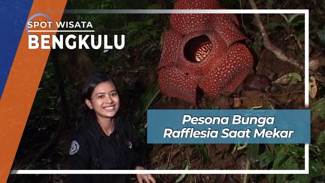Bunga Bunga Rafflesia Saat Mekar Di Hutan Lindung Bukit Daun Kepahiang ...