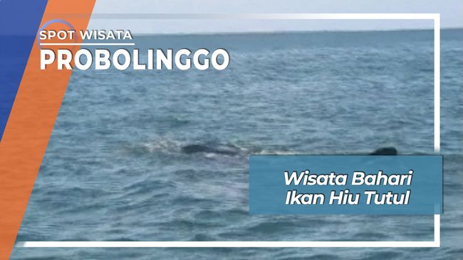 Wisata Bahari Ikan Hiu Tutul, Probolinggo
