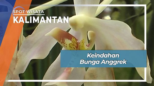 Keindahan Bunga Anggrek Kalimantan