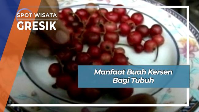 Sehat Nikmat Buah Kersen Gresik Jawa Timur
