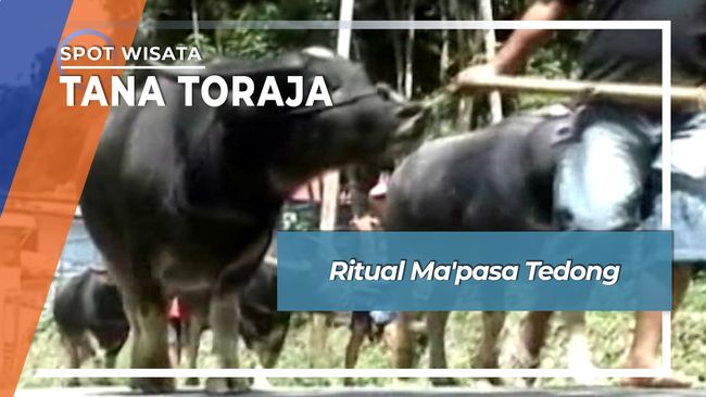 Ritual Mapasa Tedong, Tana Toraja