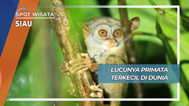 Lucu Imut Tarsius, Primata Terkecil di Dunia dari Kabupaten Siau