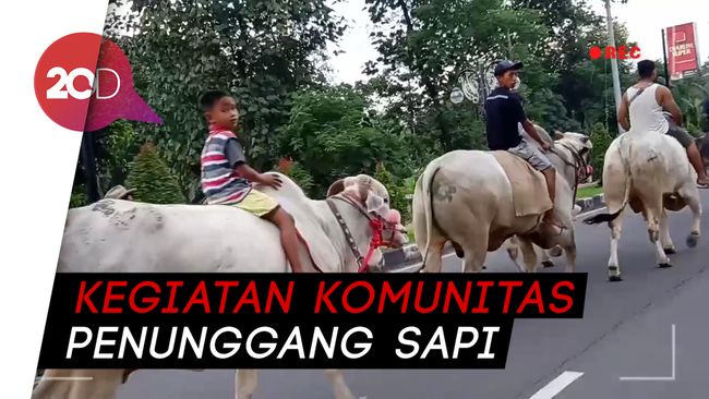 Naik Sapi Jadi Tren Baru Saingi Gowes Sepeda