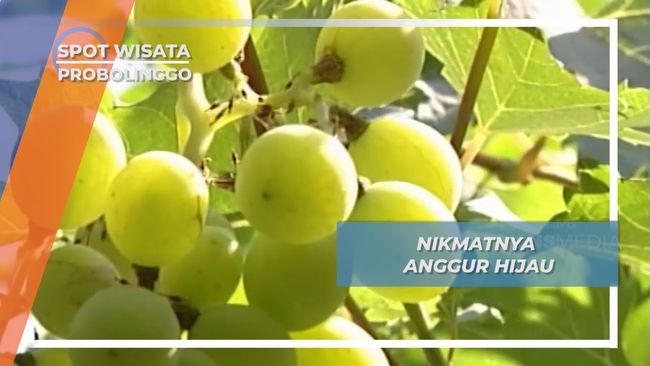 Manis Segar Anggur Hijau Sumberkare Probolinggo
