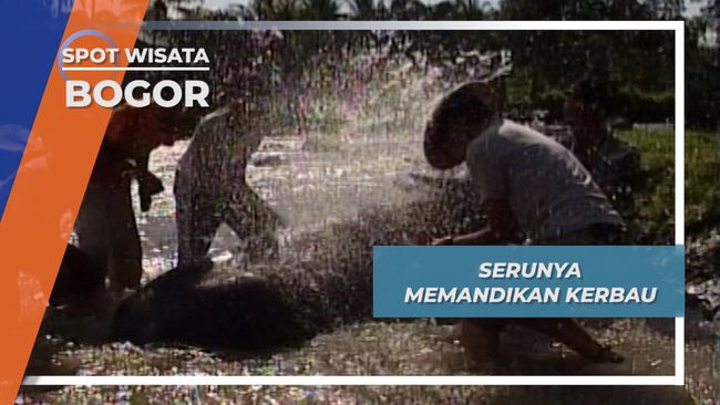 Seru Memandikan Kerbau di Sungai Cinangneng Bogor Seru Memandikan Kerbau di Sungai Cinangneng Bogor