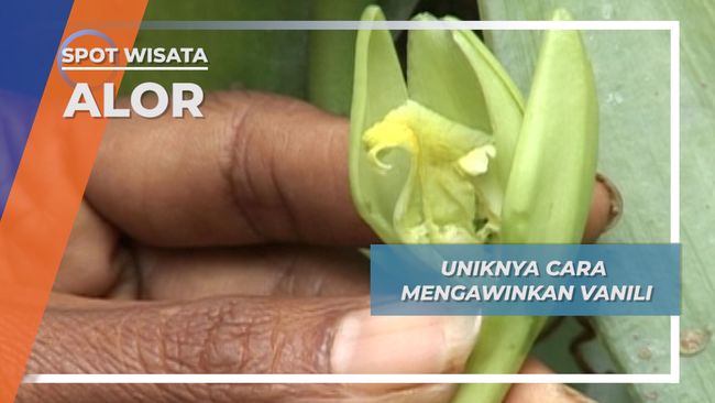 Uniknya Cara Mengawinkan Vanili, Alor