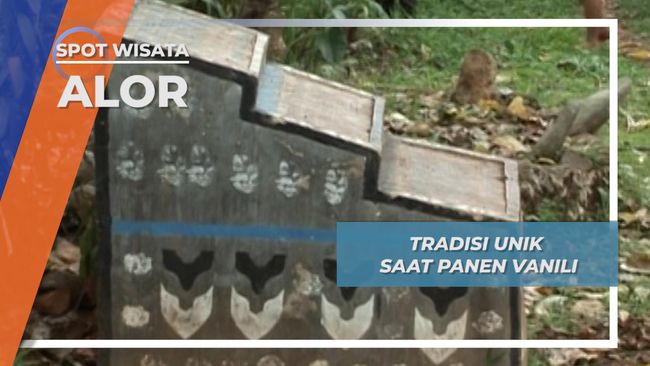 Tradisi Unik Saat Panen Vanili, Alor