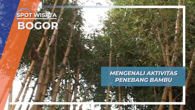 Penebang Bambu Ranca Bungur Bogor