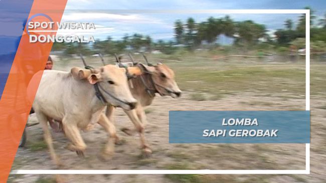 Lomba Balap Sapi Tradisional, Hiburan Seru Masyarakat Sigi, Sulawesi Tengah