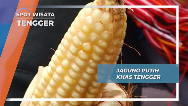Jagung Putih Khas Tengger, Desa Wonokitri Tosari Pasuruan