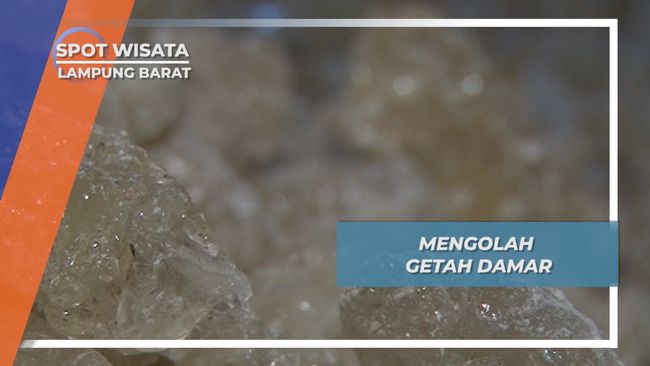 Getah Damar, Hasil Alam dengan Aneka Kegunaan Bagi Warga Desa Pahmungan ...