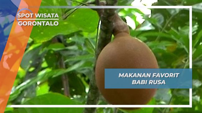 Buah Pangi, Makanan Favorit Babi Rusa, Gorontalo