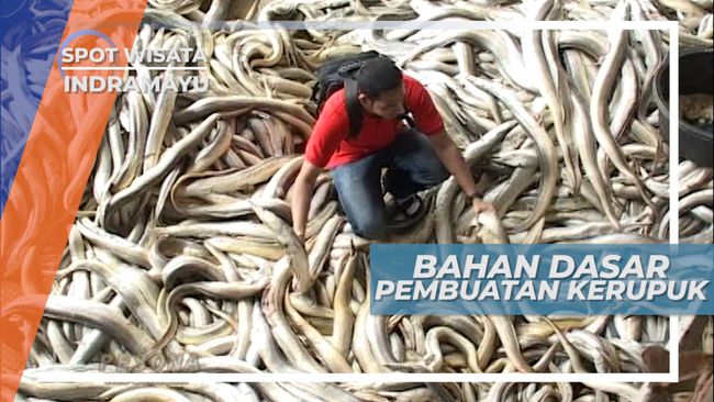 Pabrik Kerupuk Indramayu, Membutuhkan Empat Ton Ikan Remang Setiap Harinya