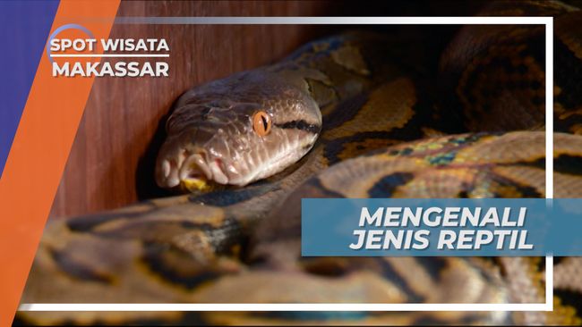 Berkalung Puluhan Ular, Kejutan ala Komunitas Reptil Makassar