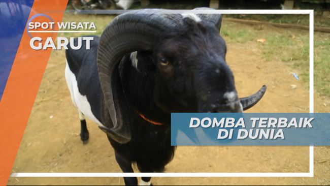 Domba Garut, Hewan Ternak Khas Garut dengan Kualitas Mendunia, Garut