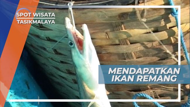 Ikan Remang, Hasil Menebar Pancing Rawai, Tasikmalaya