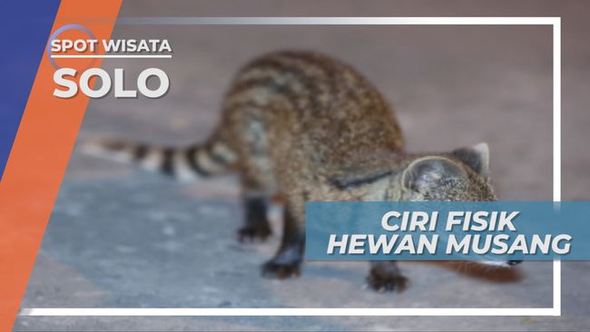 Mengenal Beragam Jenis Musang, Solo