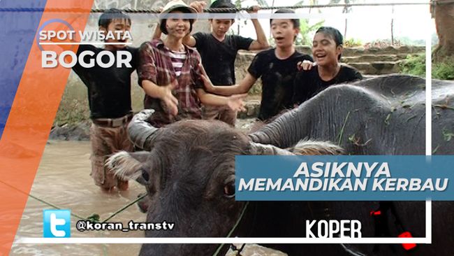 Memandikan Kerbau Di Sungai, Cinangneng Bogor Memandikan Kerbau Di Sungai, Cinangneng Bogor