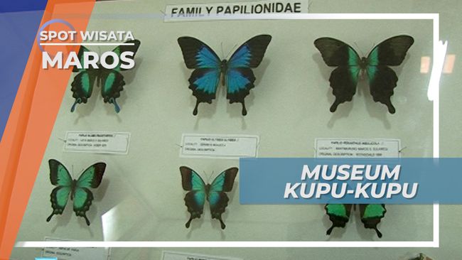 Cantiknya Ragam Kupu-kupu di Butterfly Museum Maros Sulawesi Selatan