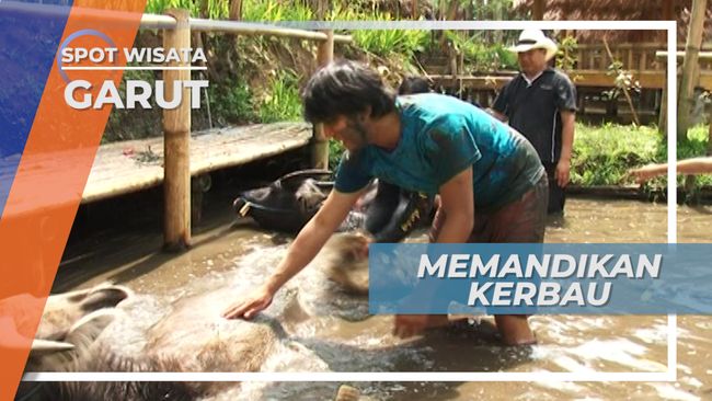 Asyiknya Memandikan Kerbau di Desa Wisata Garut Asyiknya Memandikan Kerbau di Desa Wisata Garut