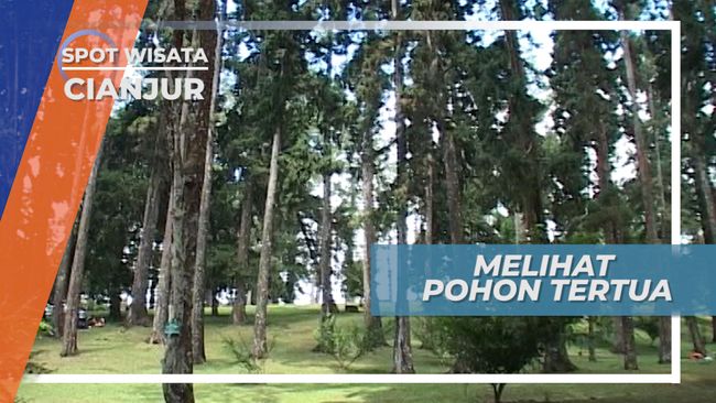 Melihat Pohon Berumur Ratusan Tahun di Cibodas, Cianjur