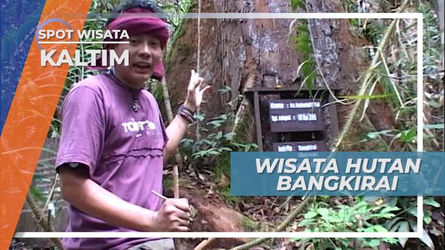 Wisata Hutan Bangkirai Kecamatan Samboja Kalimantan Timur