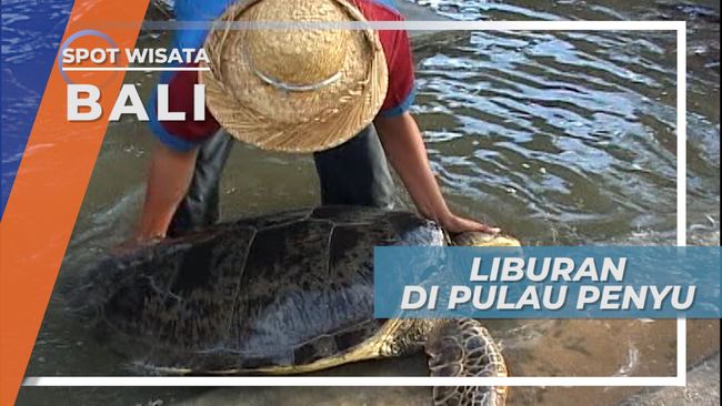Berinteraksi Langsung Dengan Penyu di Pulau Penyu Bali