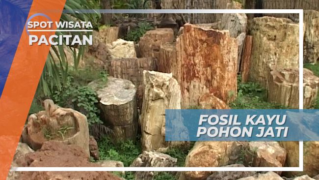 Ciri Khas Unik Fosil Kayu Pohon Jati, Pacitan