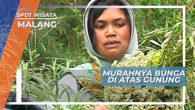 Pemburu Bunga Gunung, Hanya Rejeki Yang Dicukupkan di Gunung Bromo