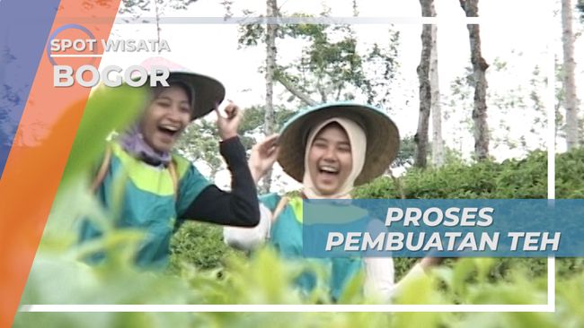 Petik Pucuk Daun Teh Bogor