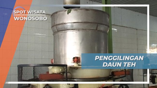 Jelajah Alam Wonosobo, Proses Penggilingan Teh Hasil Pemetikan