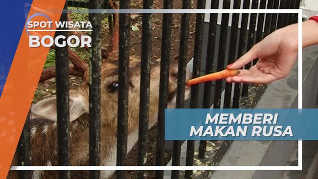 Liburan ke Kota Hujan, Memberi Makan Rusa di Istana Negara, Bogor