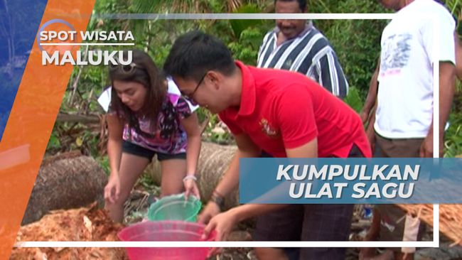 Ulat Sagu Desa Rutong, Cukupkah Keberanian Mengumpulkannya di Pulau ...