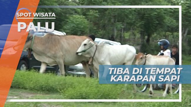 Keramaian Penduduk Pada Perlombaan Karapan Sapi, Palu