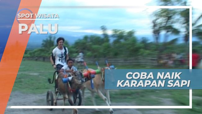 Butuh Keahlian Khusus untuk Menjajal Karapan Sapi, Palu