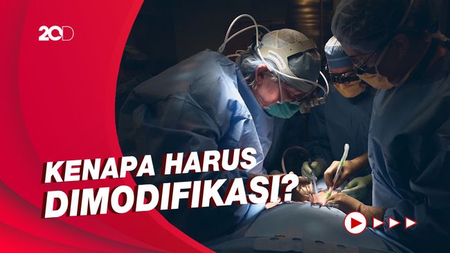 Modifikasi Genetik Babi Demi Kesuksesan Transplantasi Ginjal ke Manusia