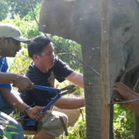 Gajah Mini Diduga Gajah Jawa yang sudah Punah