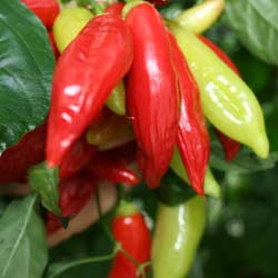 Cabe Varitas Baru, Tak Perlu Lagi Pestisida