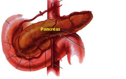 Sel Islet Tumor Pankreas