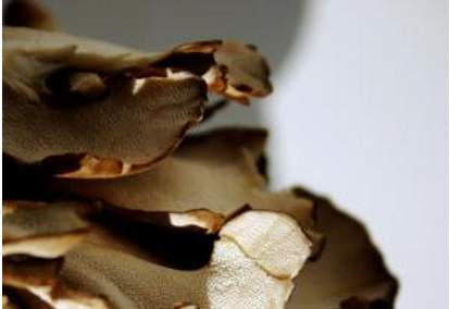 Jamur Maitake Mampu Hancurkan Tumor Hingga 75%
