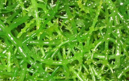 Herbal: Rumput Laut