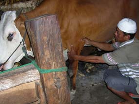 Pijatan H.Nur Mampu Sembuhkan Sapi Patah Tulang dan Sakit
